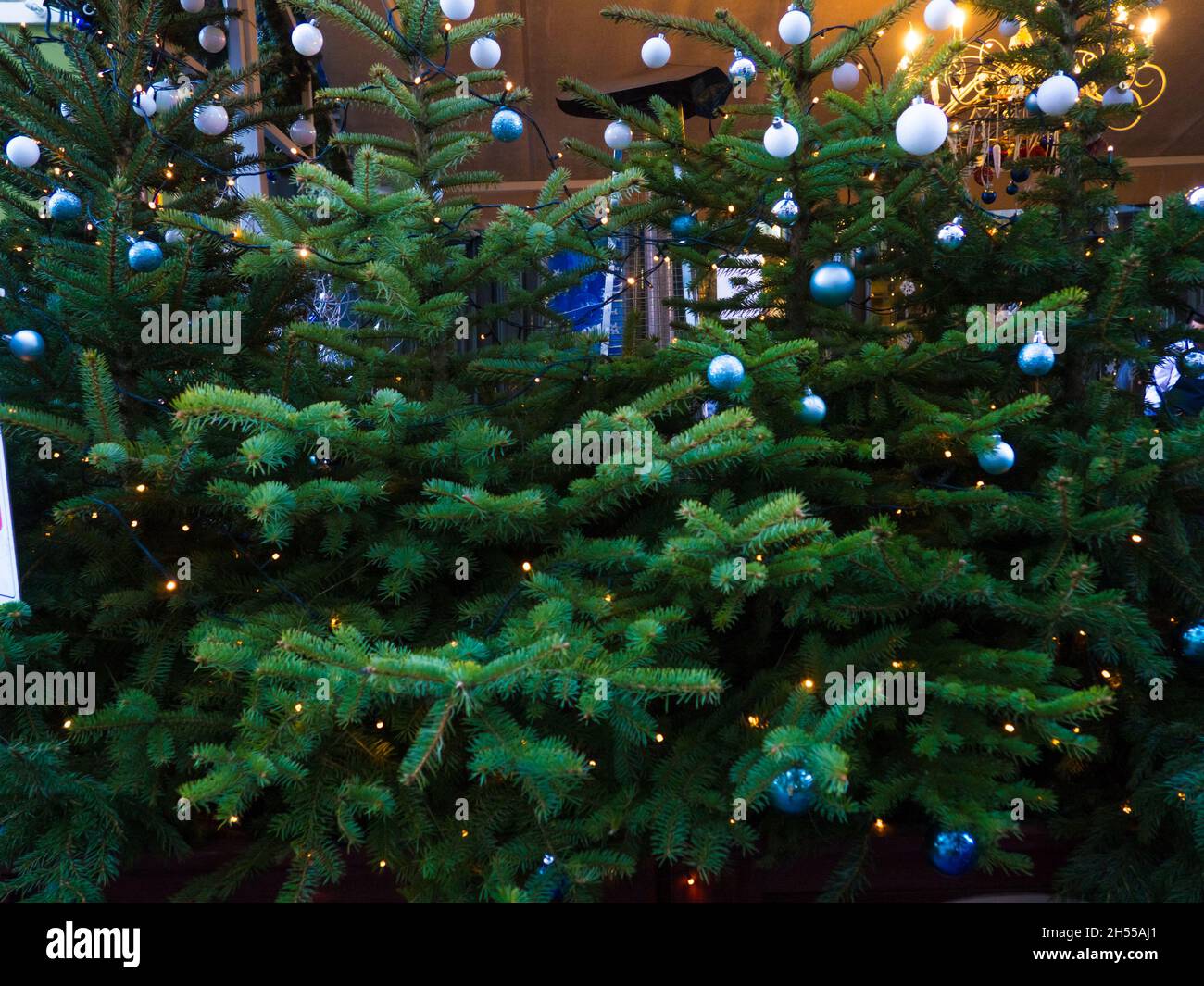 Installation of a christmas tree hi-res stock photography and images ...