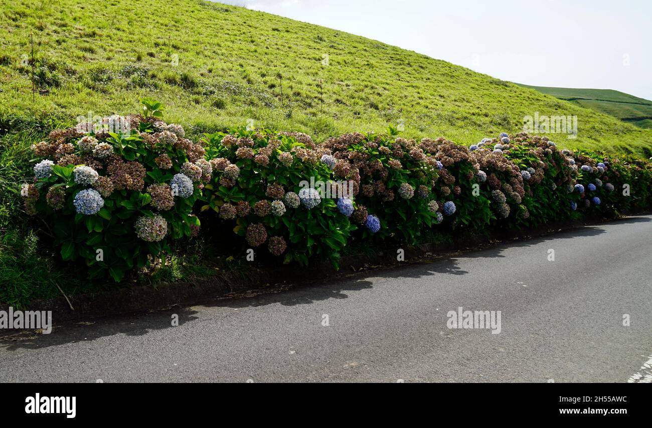 colorful hydrangea flowers on azores road Stock Photo - Alamy