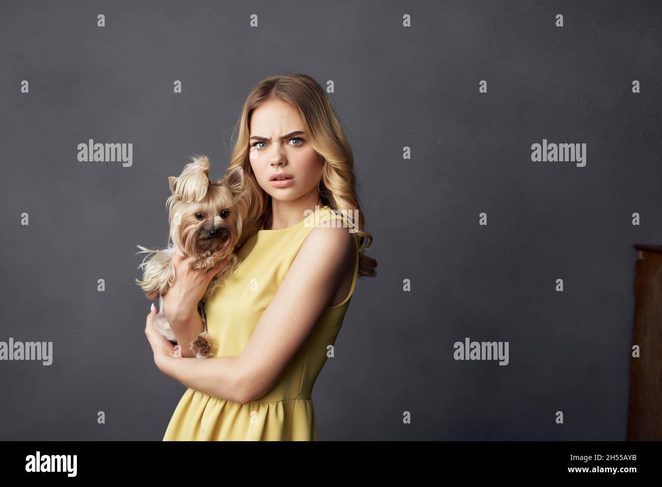 blonde a small dog pet fun isolated background Stock Photo - Alamy