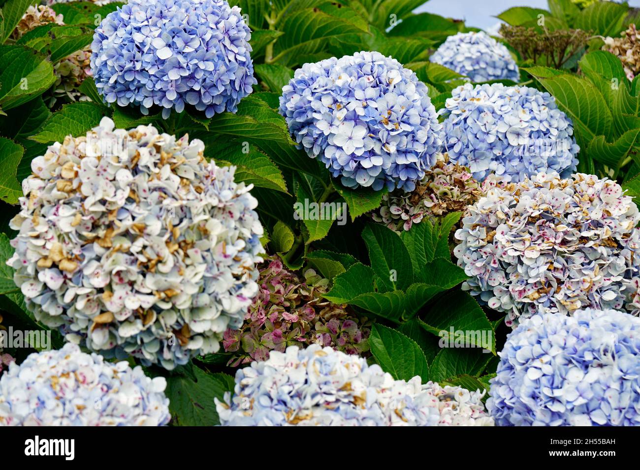 huge colorful hydrangea flowers on the azores islands Stock Photo - Alamy