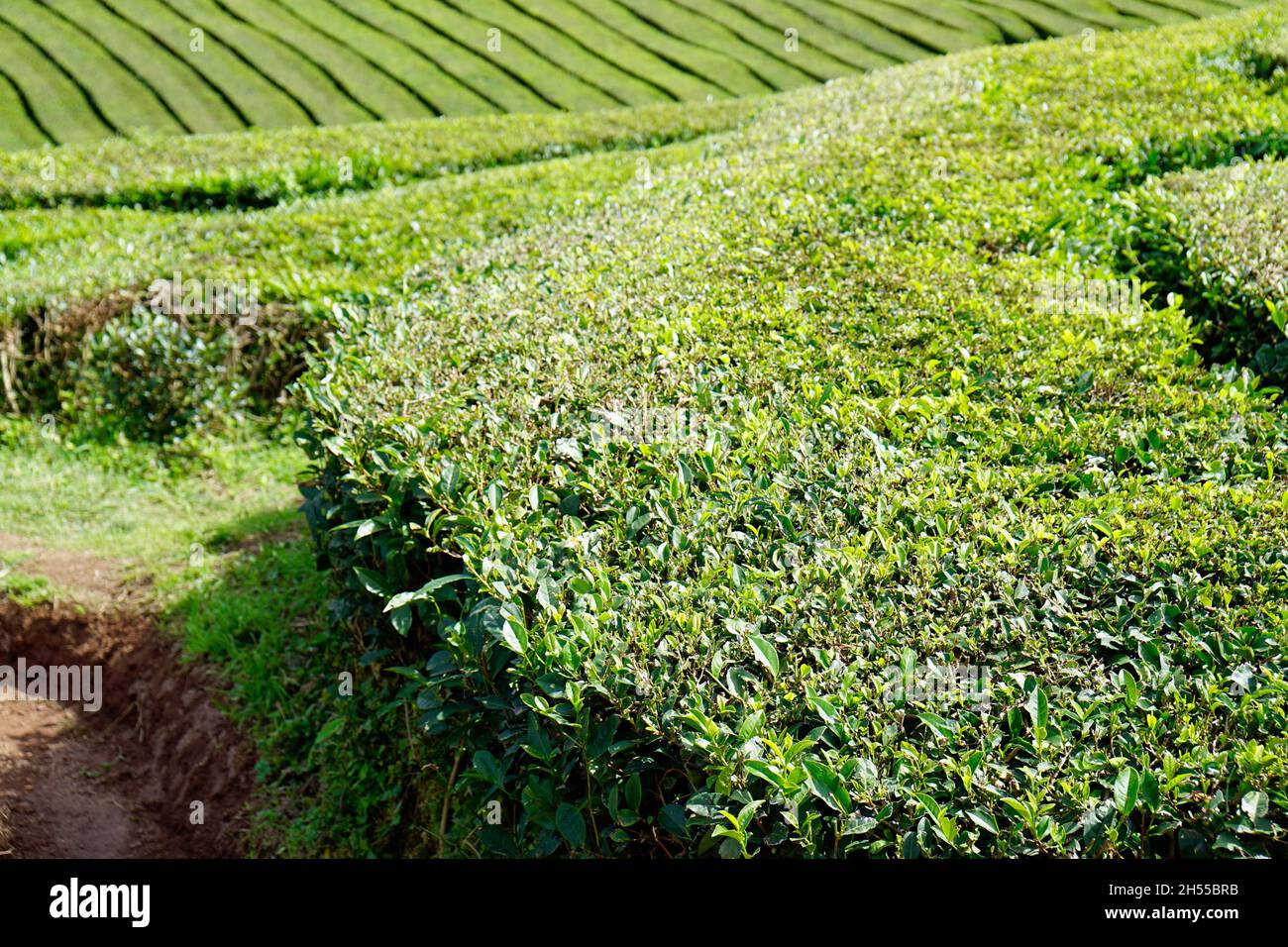 green tea fields on the azores islands Stock Photo - Alamy