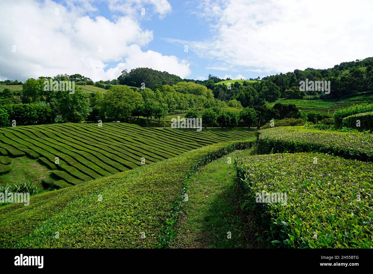 Tea farmer azores hi-res stock photography and images - Alamy