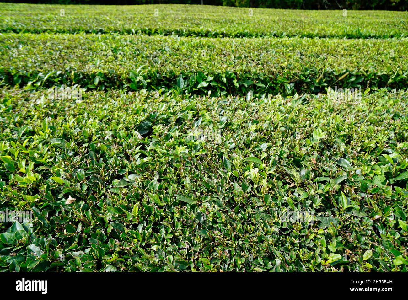 Tea farmer azores hi-res stock photography and images - Alamy
