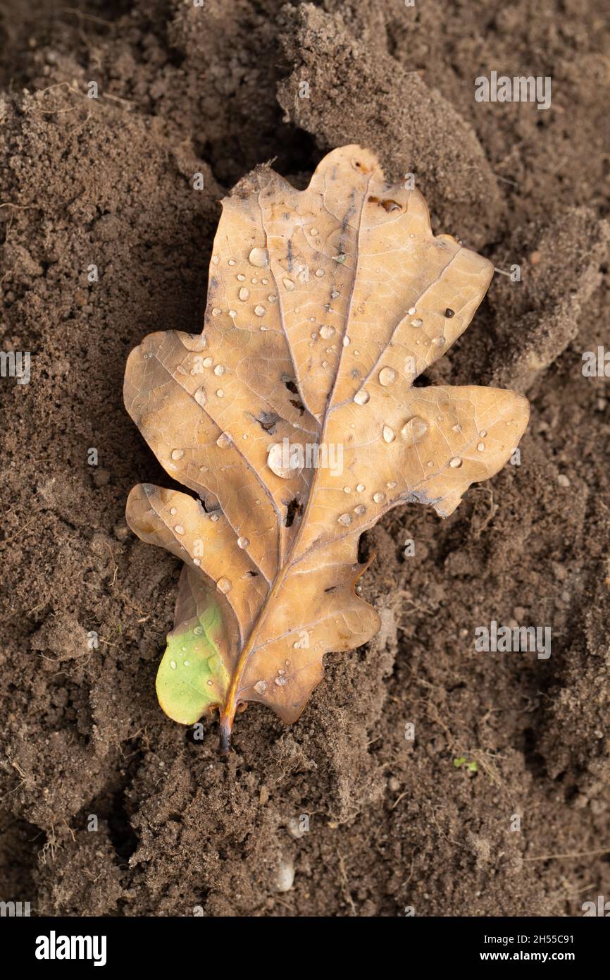 Tree life cycle hi-res stock photography and images - Alamy