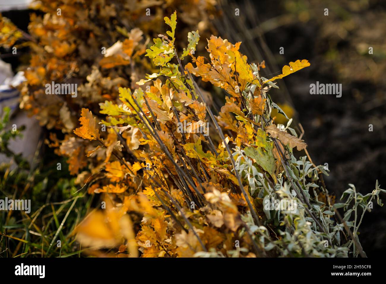 Shallow depth of field (selective focus) image with saplings of various ...