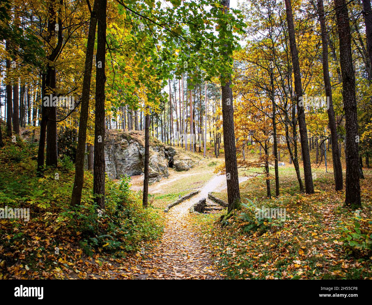 A dense forest of thin trees in a fall composition Stock Photo - Alamy