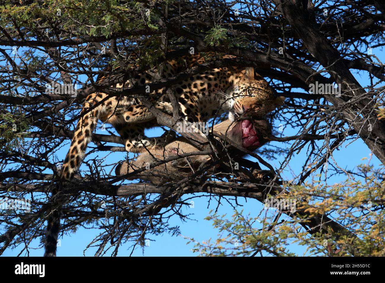 Leopard in a tree with a warthog kill Stock Photo - Alamy