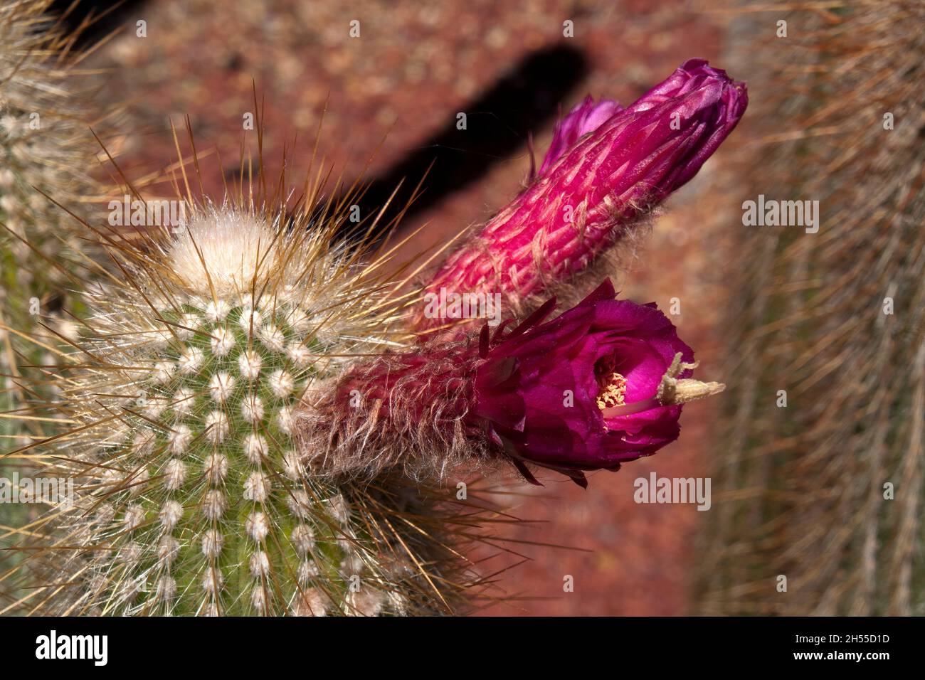 Sydney Australia, torch cactus with purple flowers and long spikes ...