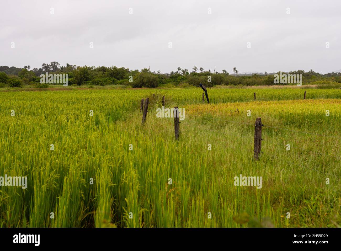 A wide rice field with trees in the background Stock Photo - Alamy