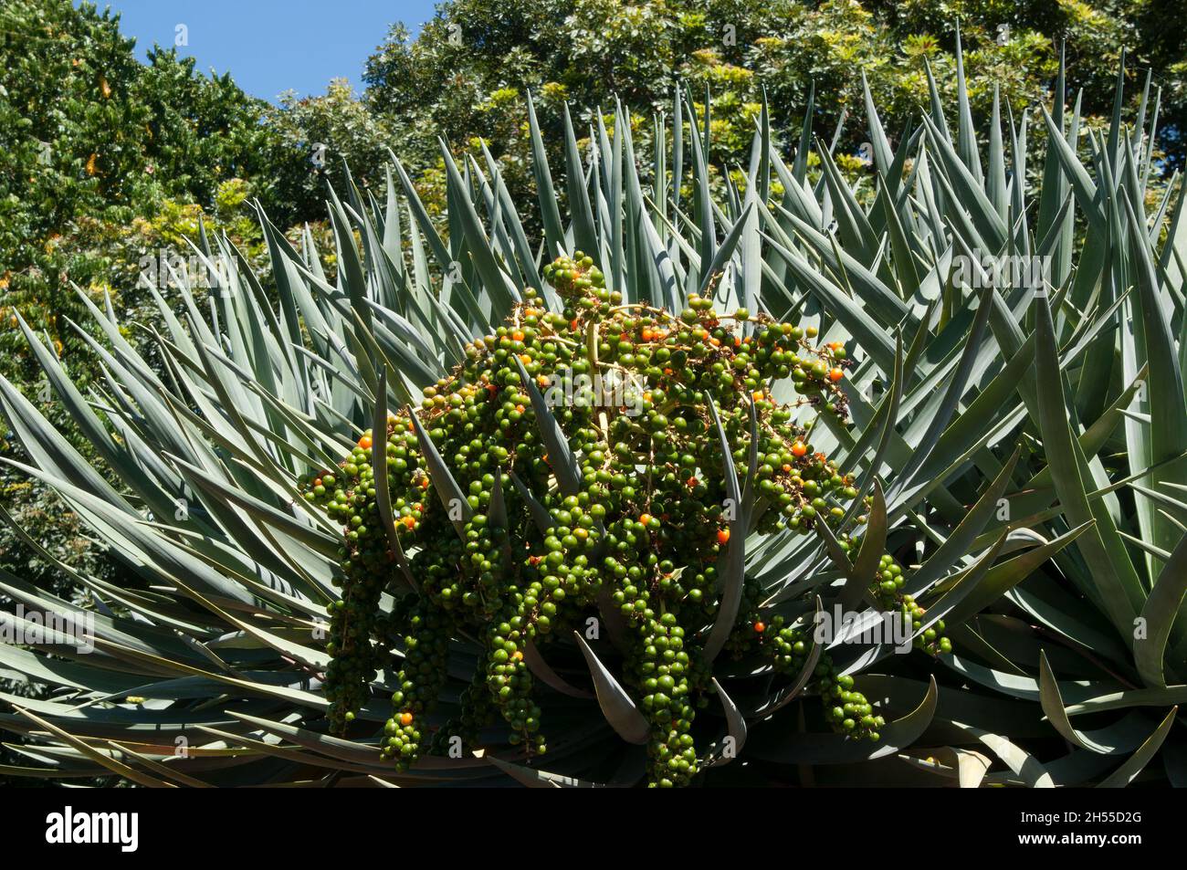 Sydney Australia, fruit of dracaena draco or dragon's-blood tree Stock ...
