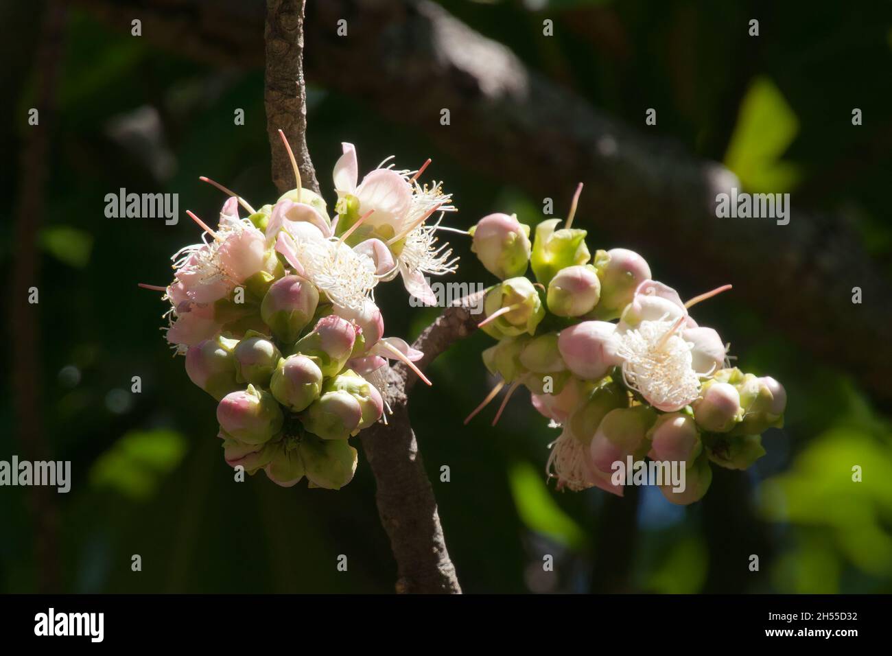 New caledonia flowers hi-res stock photography and images - Alamy