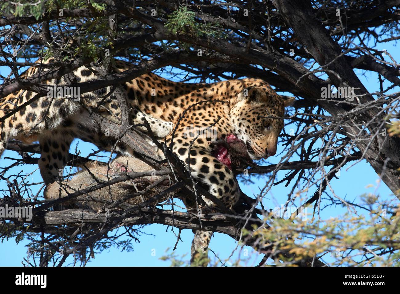 Leopard in a tree with a warthog kill Stock Photo - Alamy