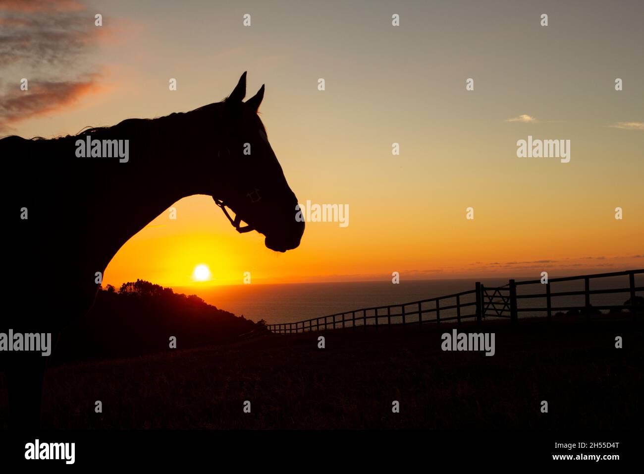 Majestic dawn horse hi-res stock photography and images - Alamy