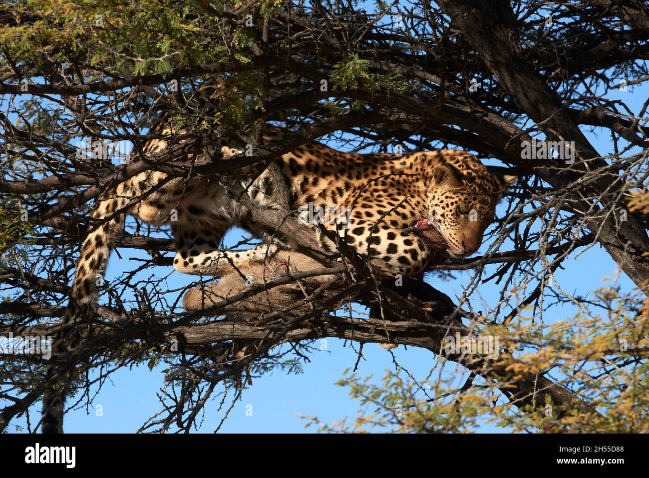 Leopard in a tree with a warthog kill Stock Photo - Alamy