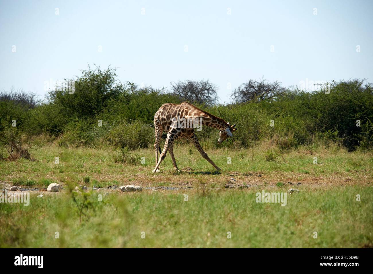 Yoga giraffe hi-res stock photography and images - Alamy