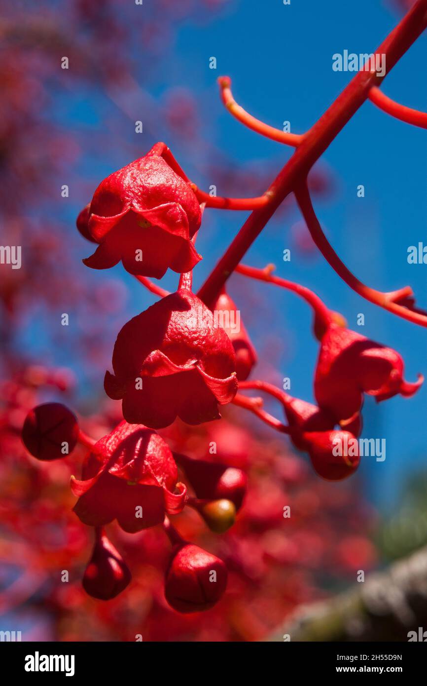 Sydney Australia, close up of the bright red bell shaped flowers of the ...