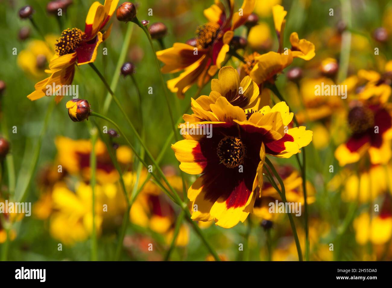 Sydney Australia, multicoloured flowers of a coreopsis tinctoria or ...