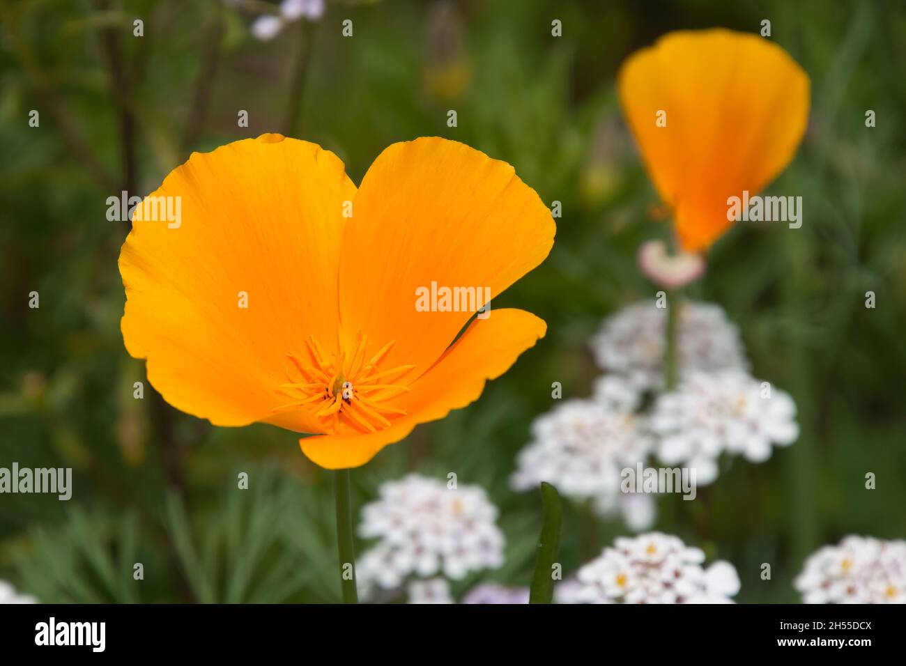 Sydney Australia, orange flower of a eschscholzia californica known as ...