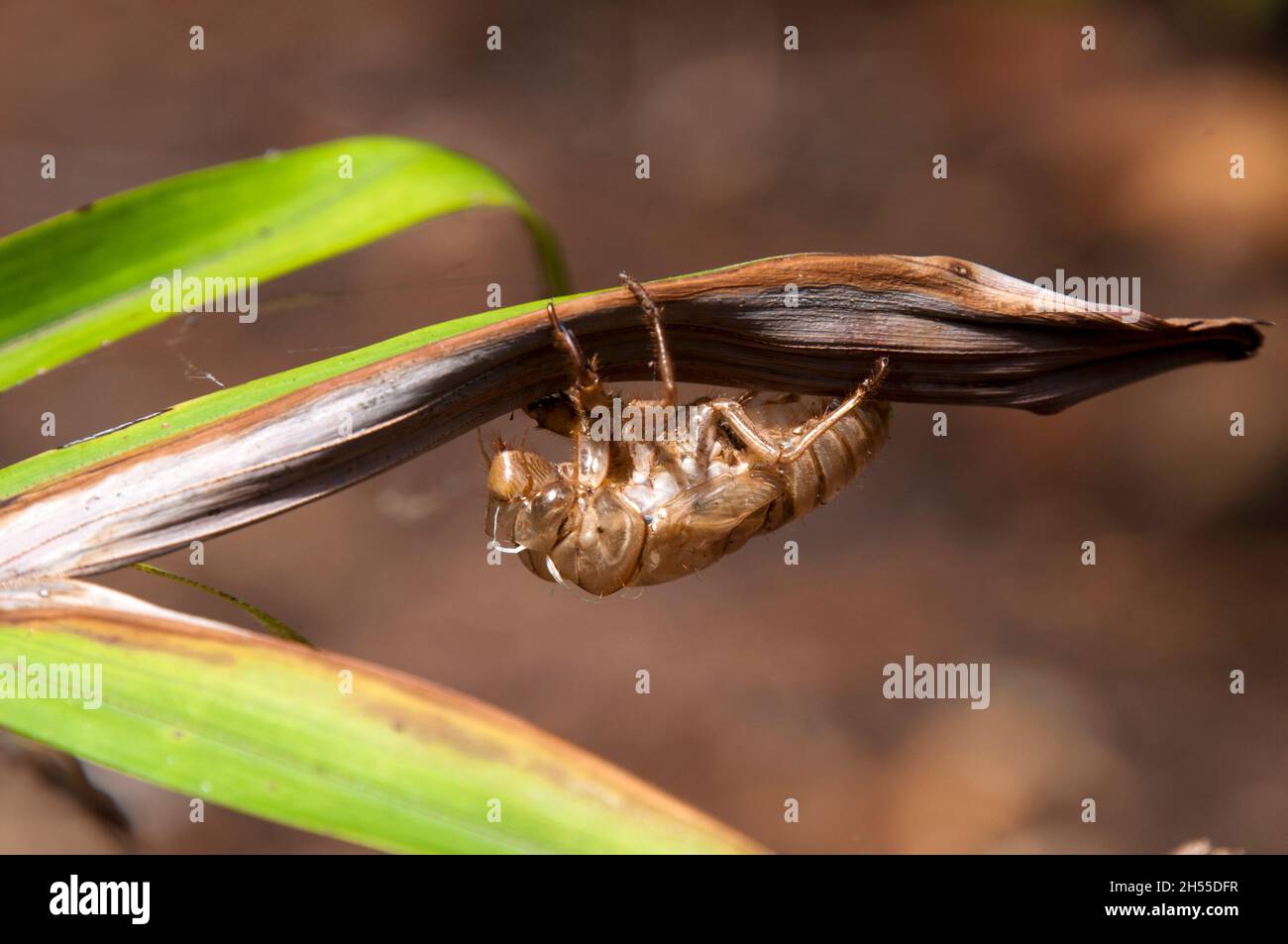 Sydney Australia, nymph form of the Cyclochila australasiae, commonly ...