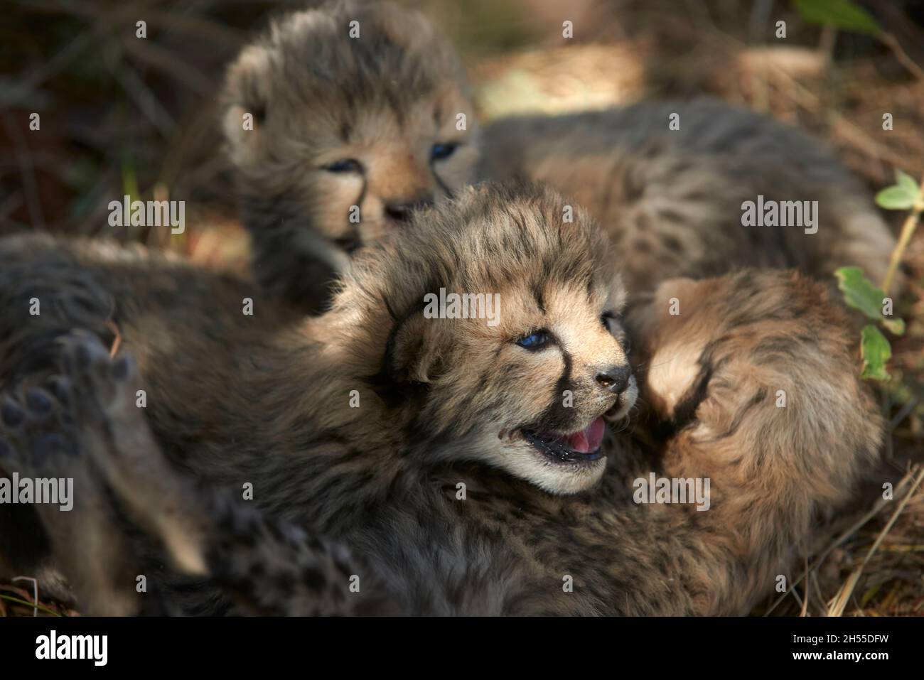 Five day old Cheetah Cubs Stock Photo - Alamy