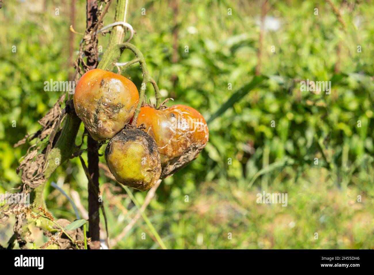 A tomatoes on the plant spoiled by bad weather, diseases and parasites ...