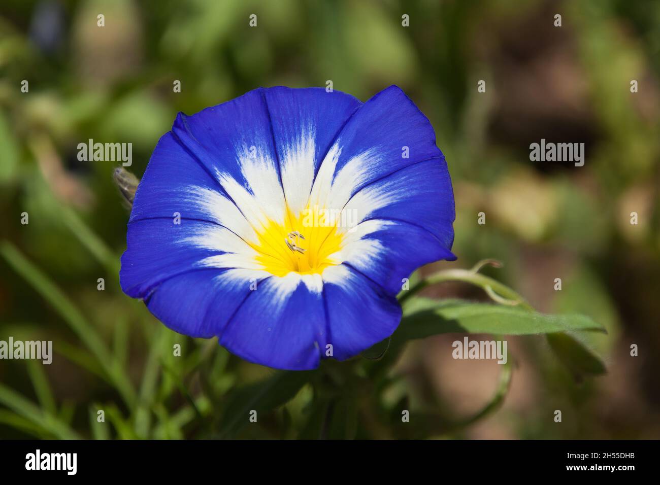 Sydney Australia, Convolvulus tricolor or dwarf morning-glory Stock ...
