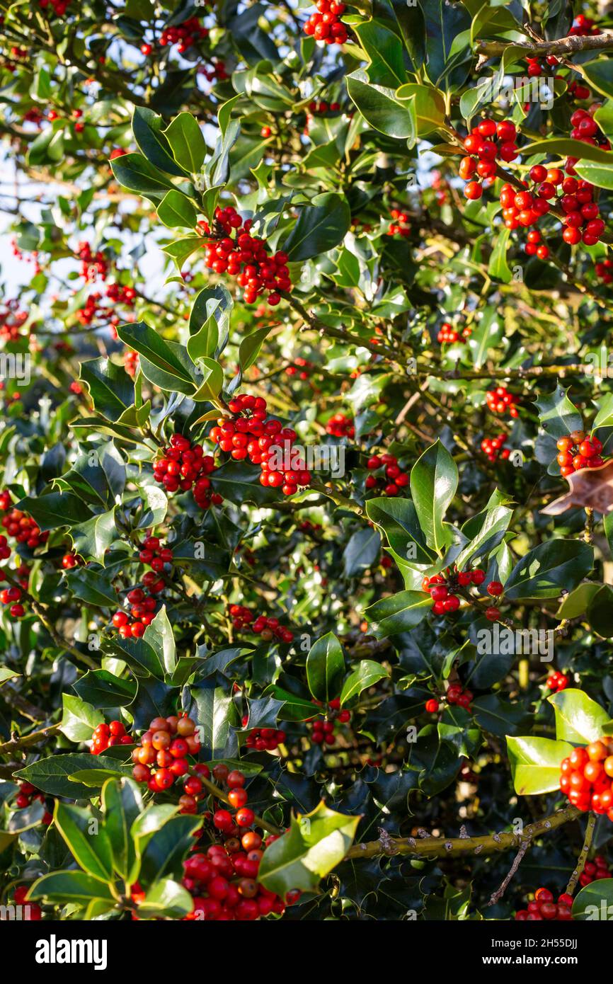 A Ilex aquifolium tree with lots of red fruits. image representing the ...