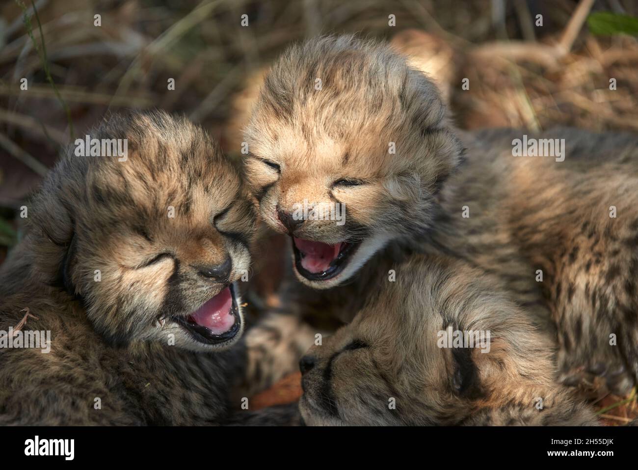Five day old Cheetah Cubs Stock Photo - Alamy
