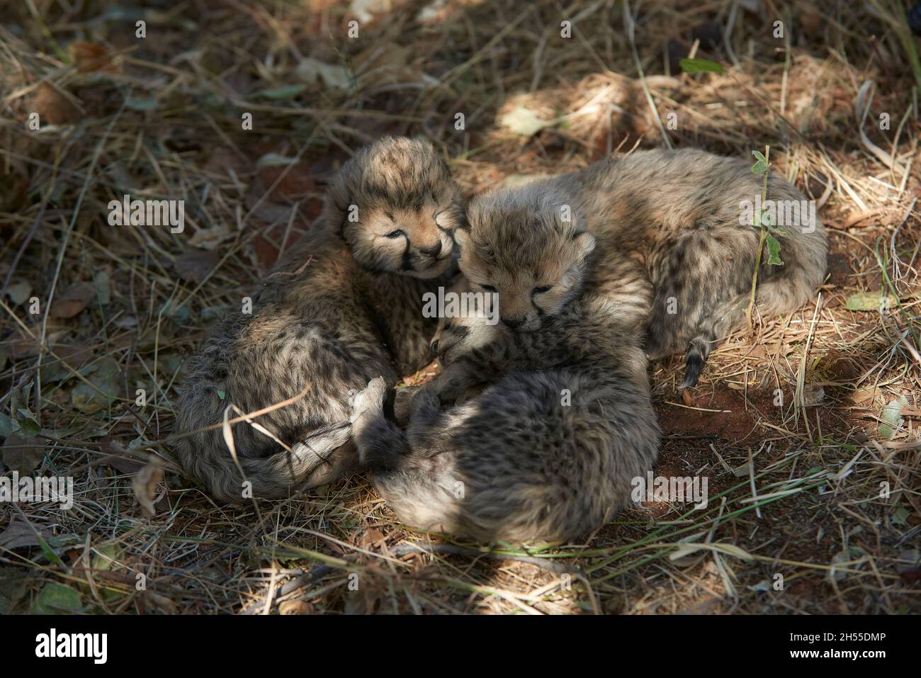 Five day old Cheetah Cubs Stock Photo - Alamy