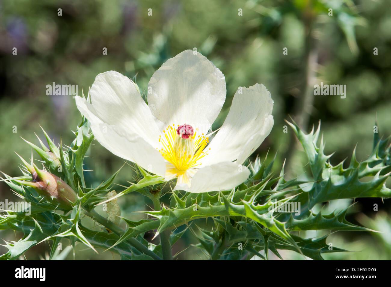 White prickly poppy wildflower hi-res stock photography and images - Alamy