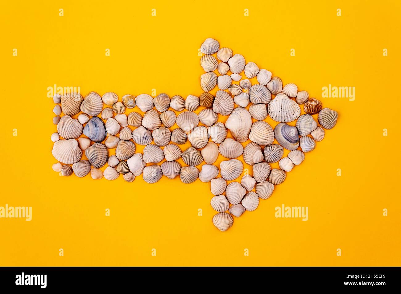 Seashells in shape of arrow. Summer concept Stock Photo - Alamy