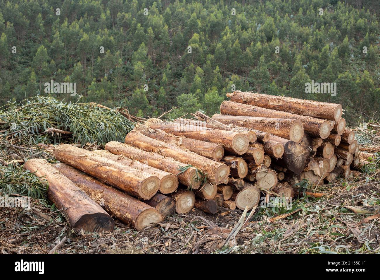 A pile of logs for the paper industry. in the background you can see an ...