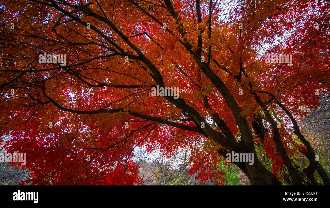 Maple leaf landscape hi-res stock photography and images - Alamy