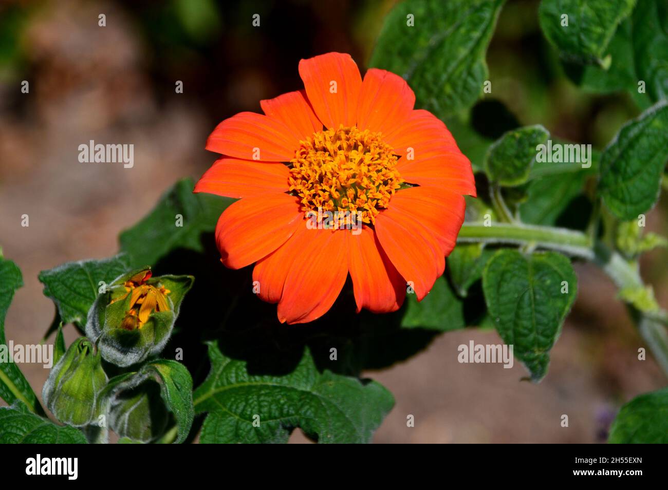 Single Orange Common Zinnia (Zinnia elegans) Flower grown at Dalemain ...