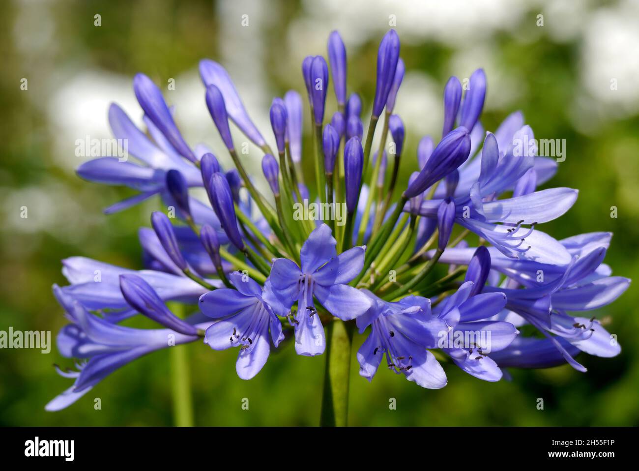 Mansión dalemain hi-res stock photography and images - Alamy