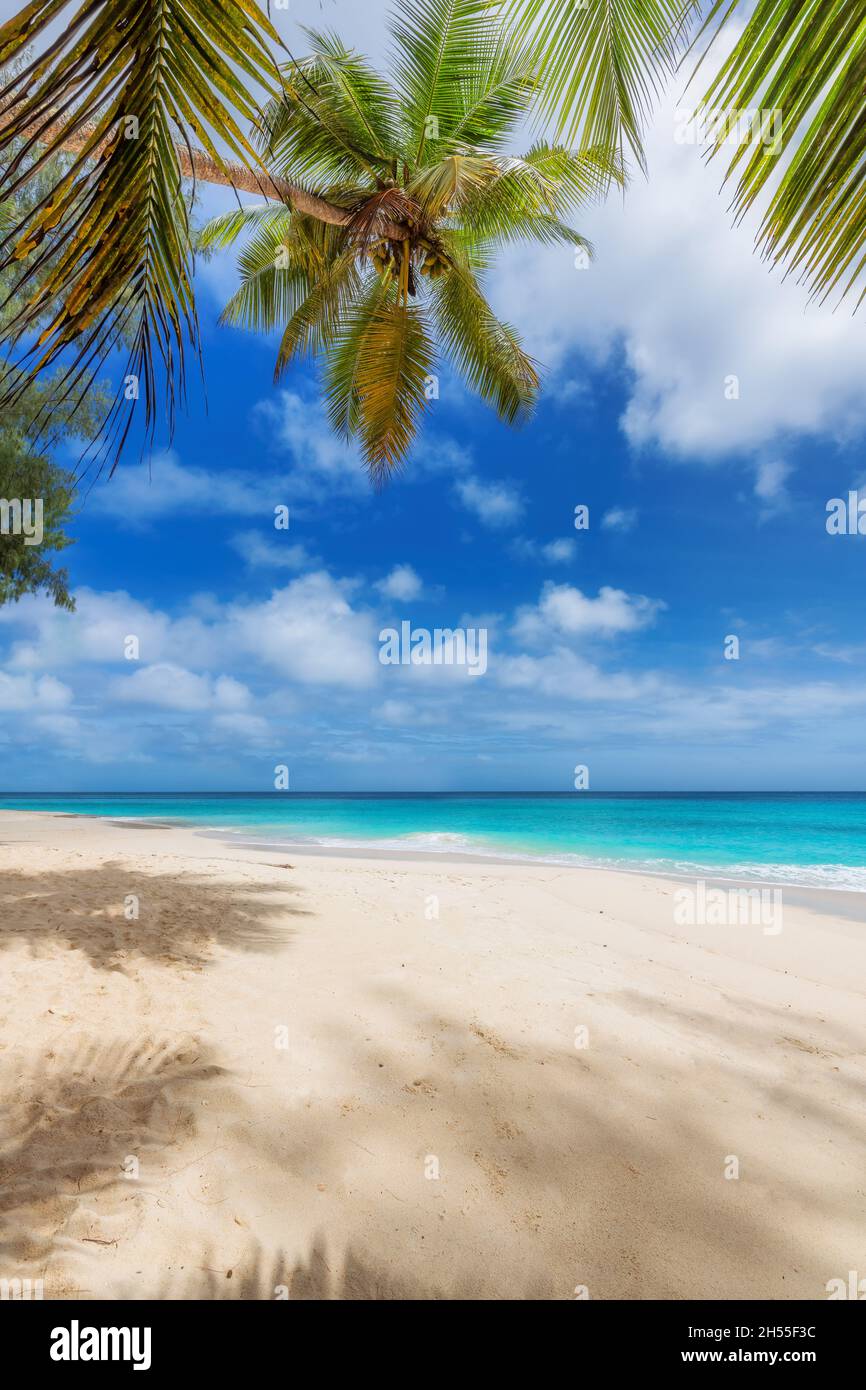 Sunny tropical beach Stock Photo - Alamy