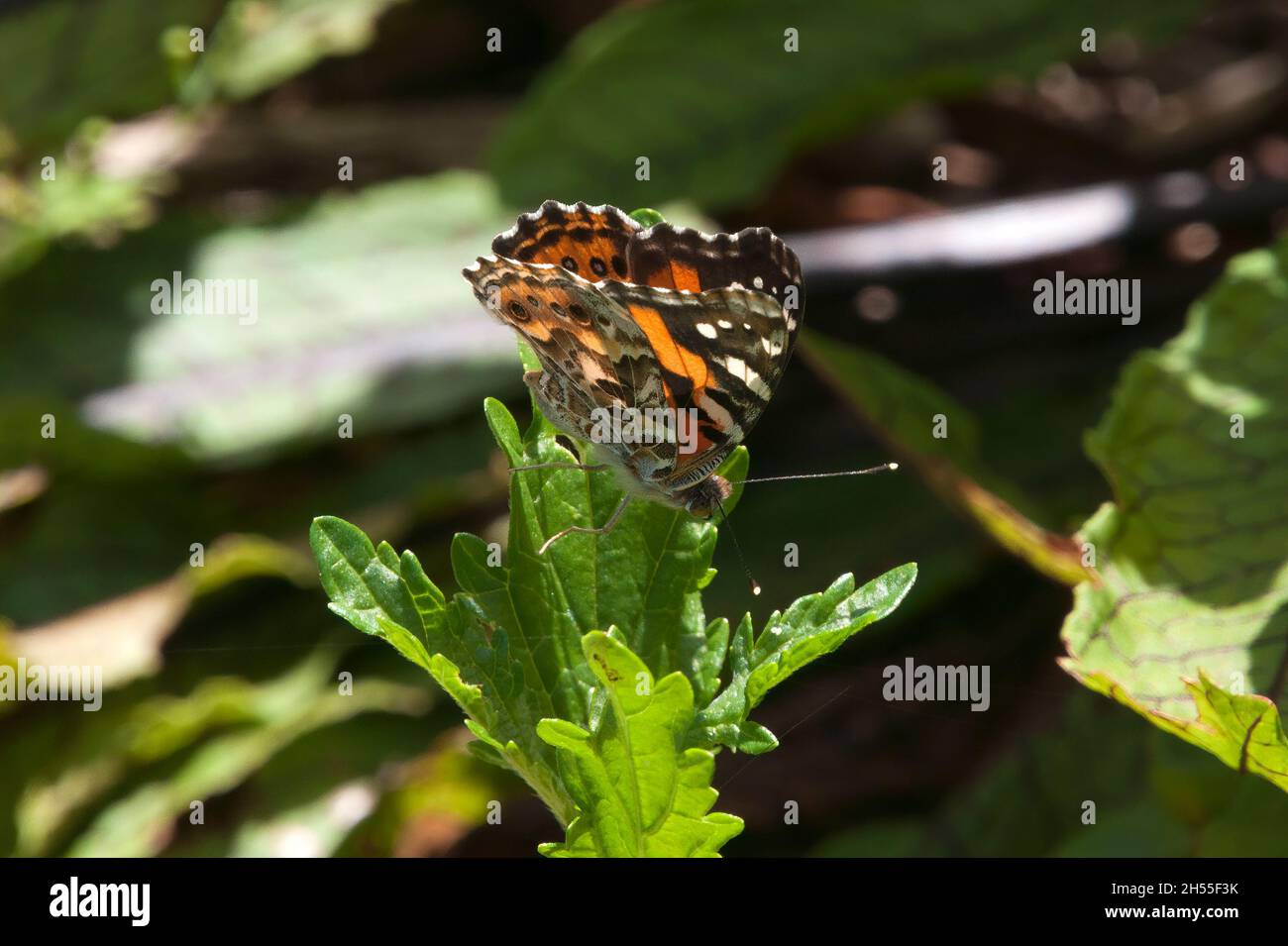 Australian native butterfly plant hi-res stock photography and images ...