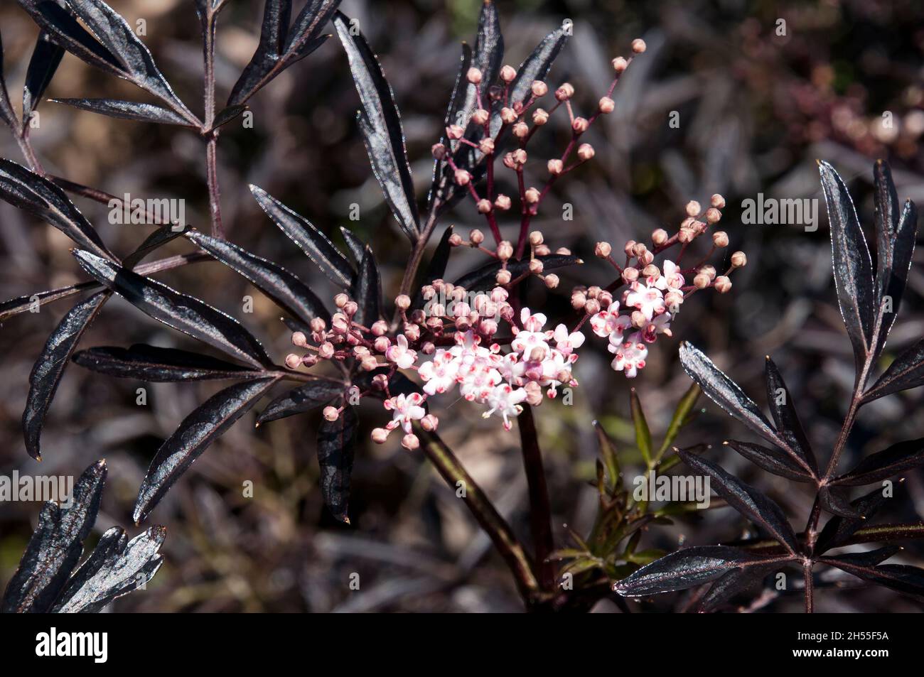 Black lace elder tree hi-res stock photography and images - Alamy