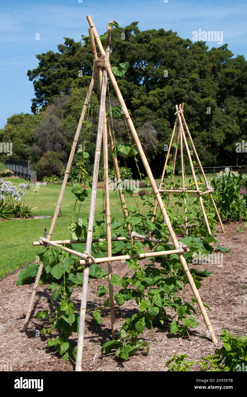 Sydney Australia, young phaseolus vulgaris or climbing beans growing on ...