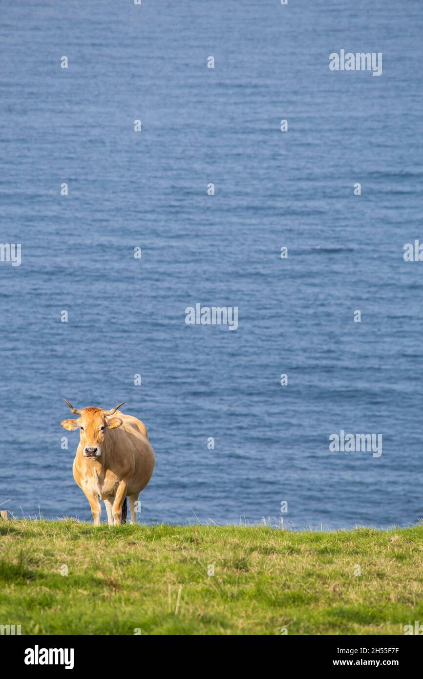 A isolated cow in a green meadow. in the background you can see the sea ...