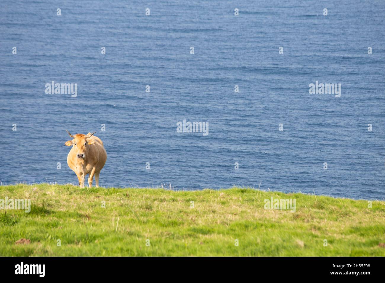 A concept of loneliness and isolation. cow in the field. copy space ...