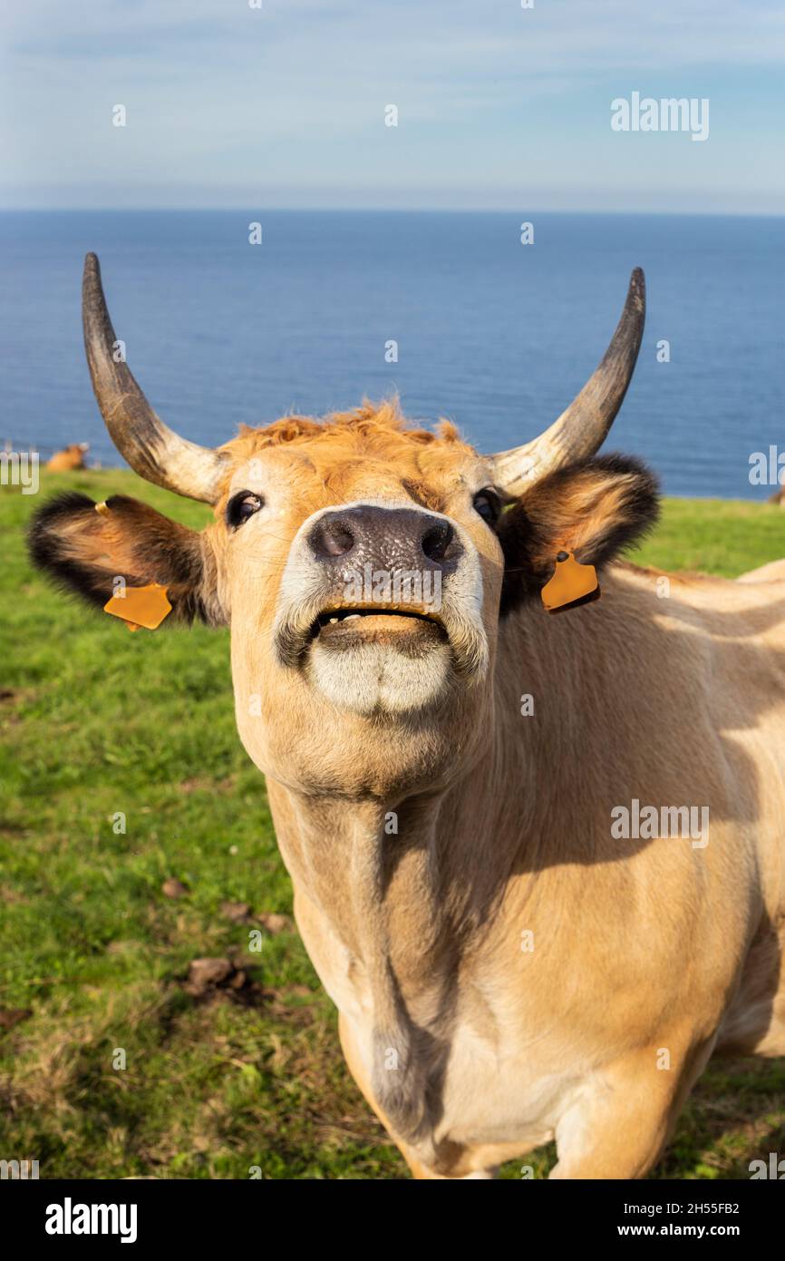Bovine humor hi-res stock photography and images - Alamy
