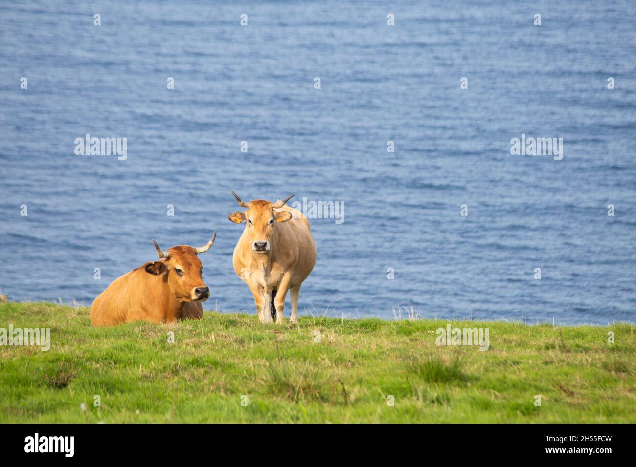 A bull and cow together in the pastures of a cattle farm. copy space ...
