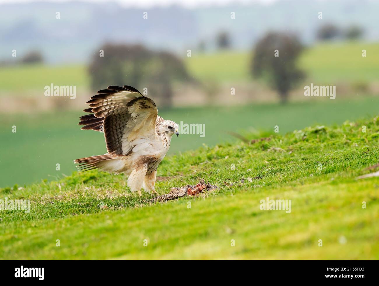 Partial leucism bird hi-res stock photography and images - Alamy