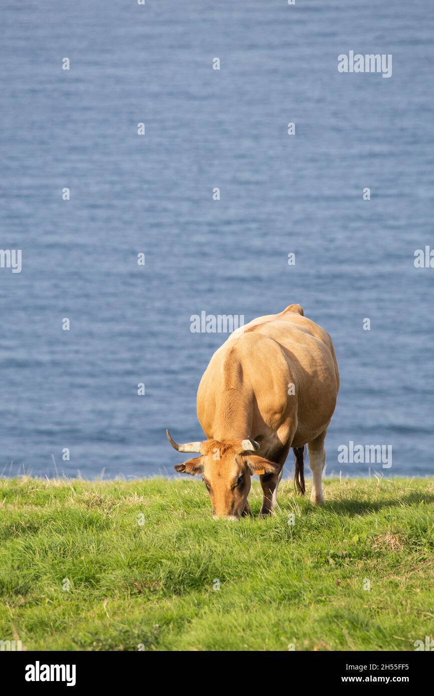 A isolated cow grazing in a green meadow. the sea is visible in the ...