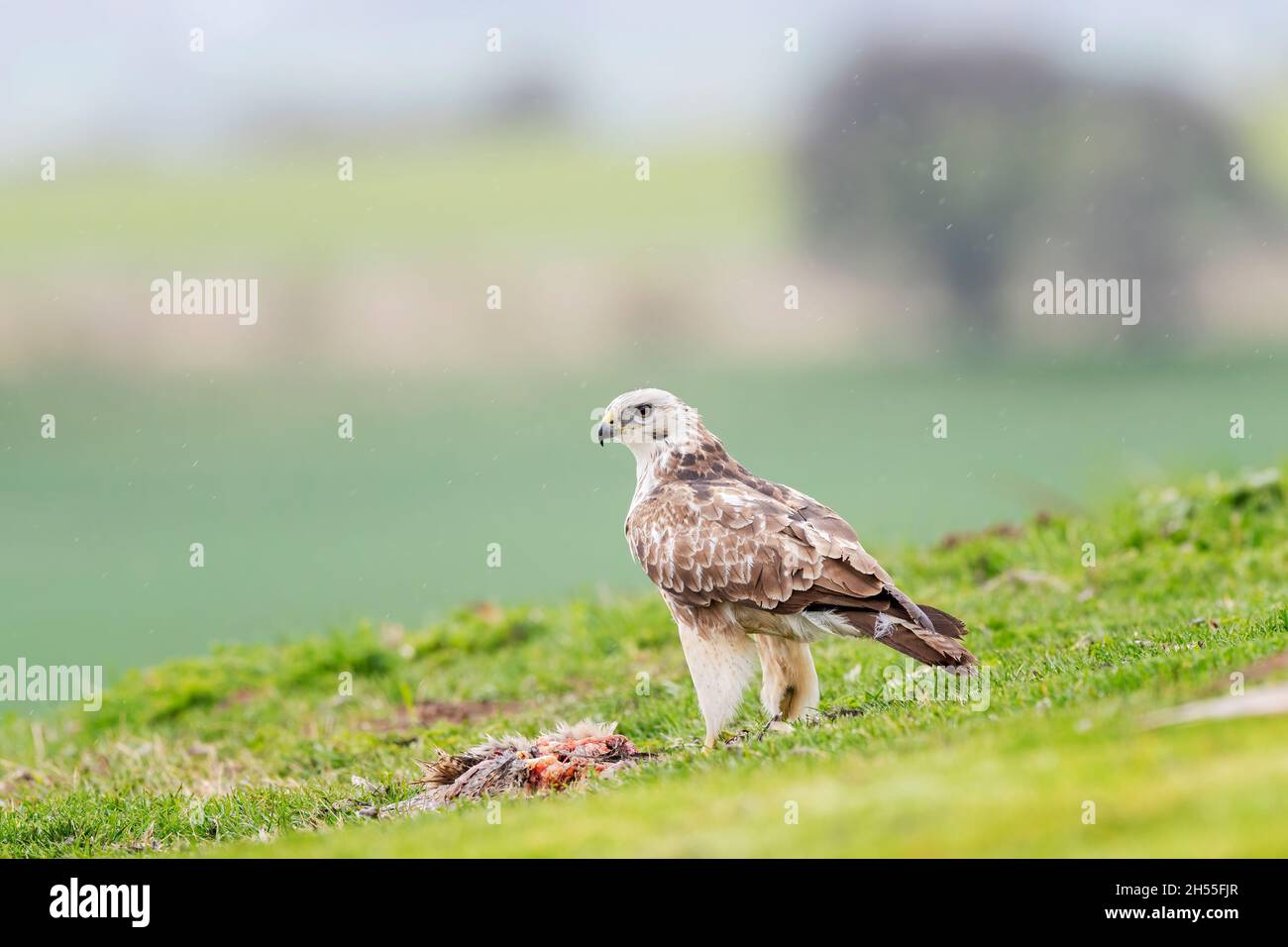 Partial Leucism High Resolution Stock Photography and Images - Alamy