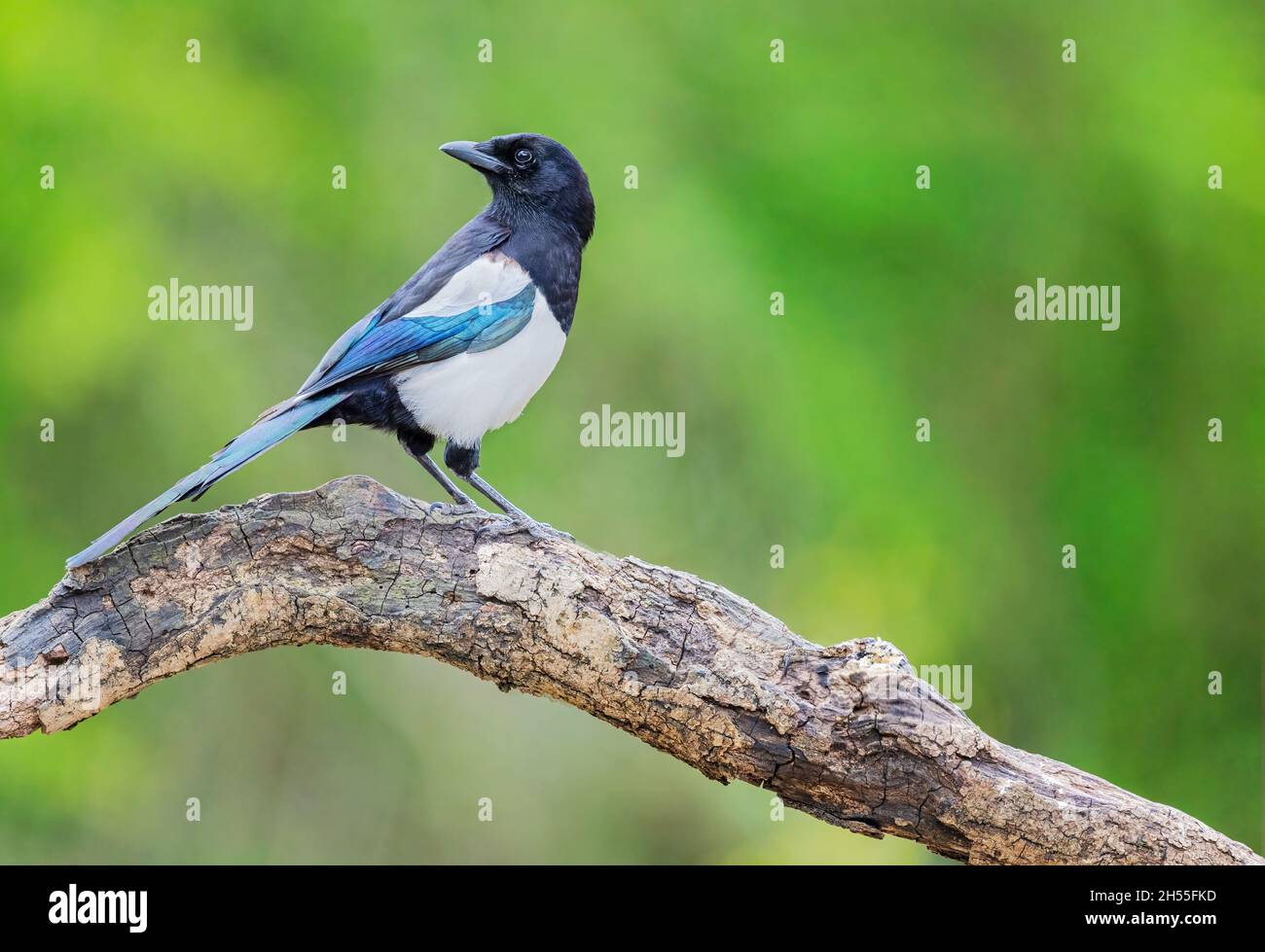 Magpie, Pica pica Stock Photo - Alamy