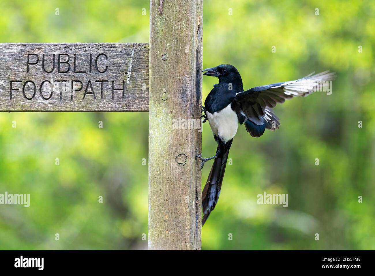 Magpie, Pica pica Stock Photo - Alamy
