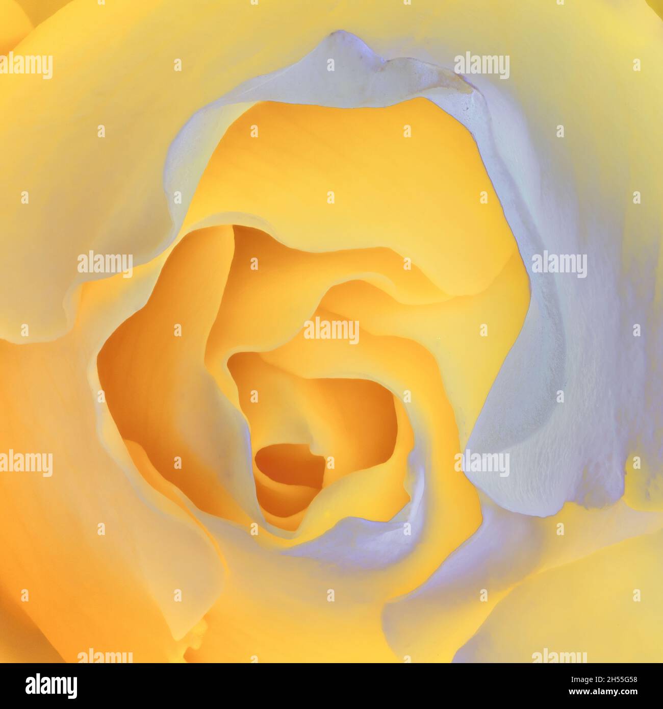 Rose and nature gold hi-res stock photography and images - Alamy
