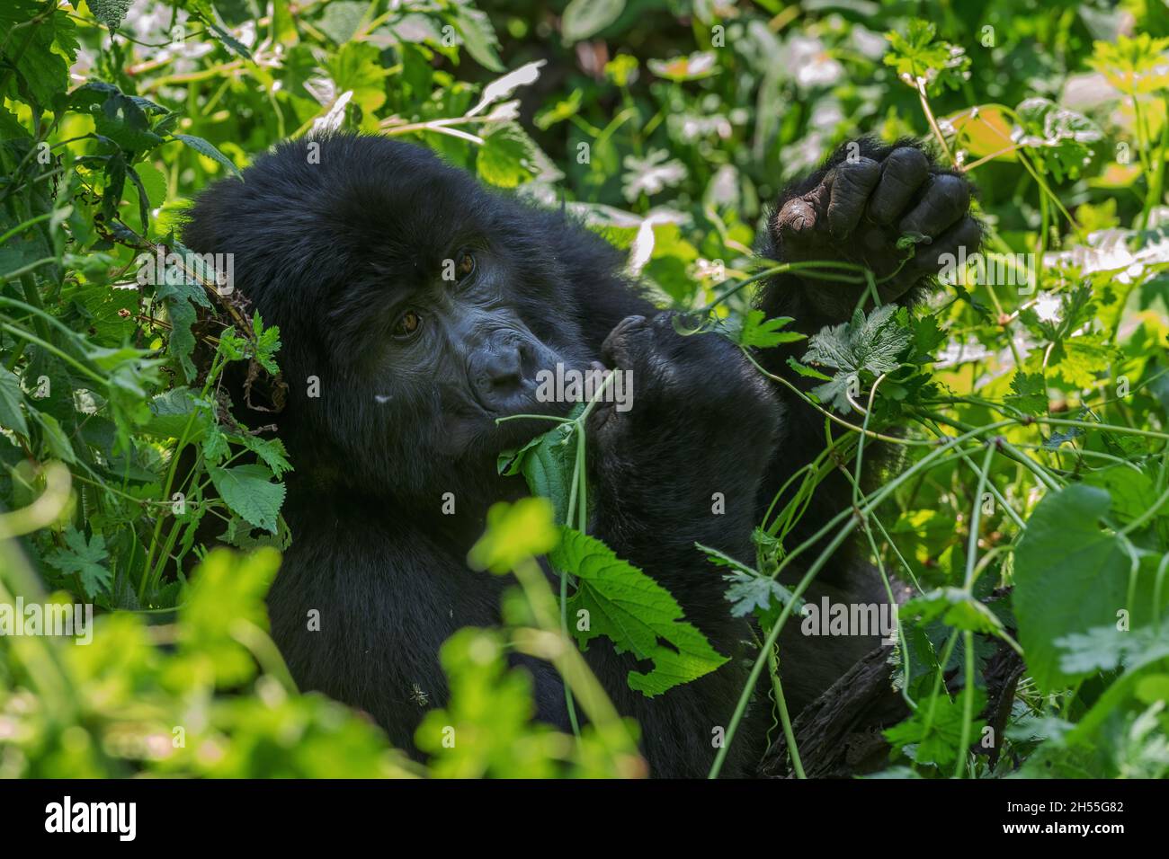 Mountain gorilla - Gorilla beringei, endangered popular large ape from ...